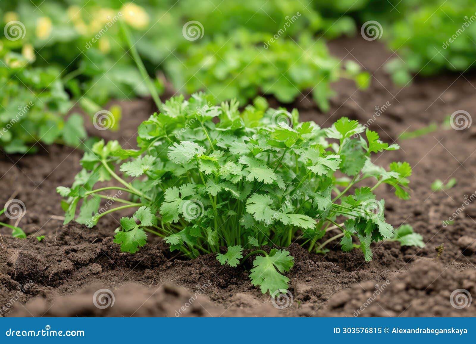 Green Mature Cilantro Grows in the Open Ground Stock Illustration ...