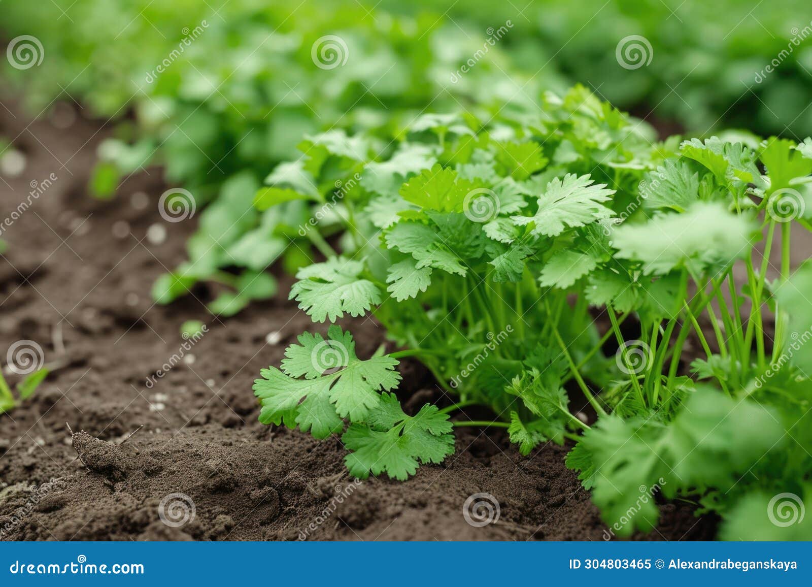 Green Mature Cilantro Grows in the Open Ground Stock Illustration ...