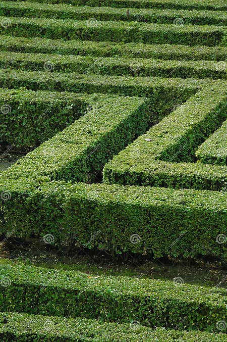 Green maze stock photo. Image of maze, bushes, forever - 7841212