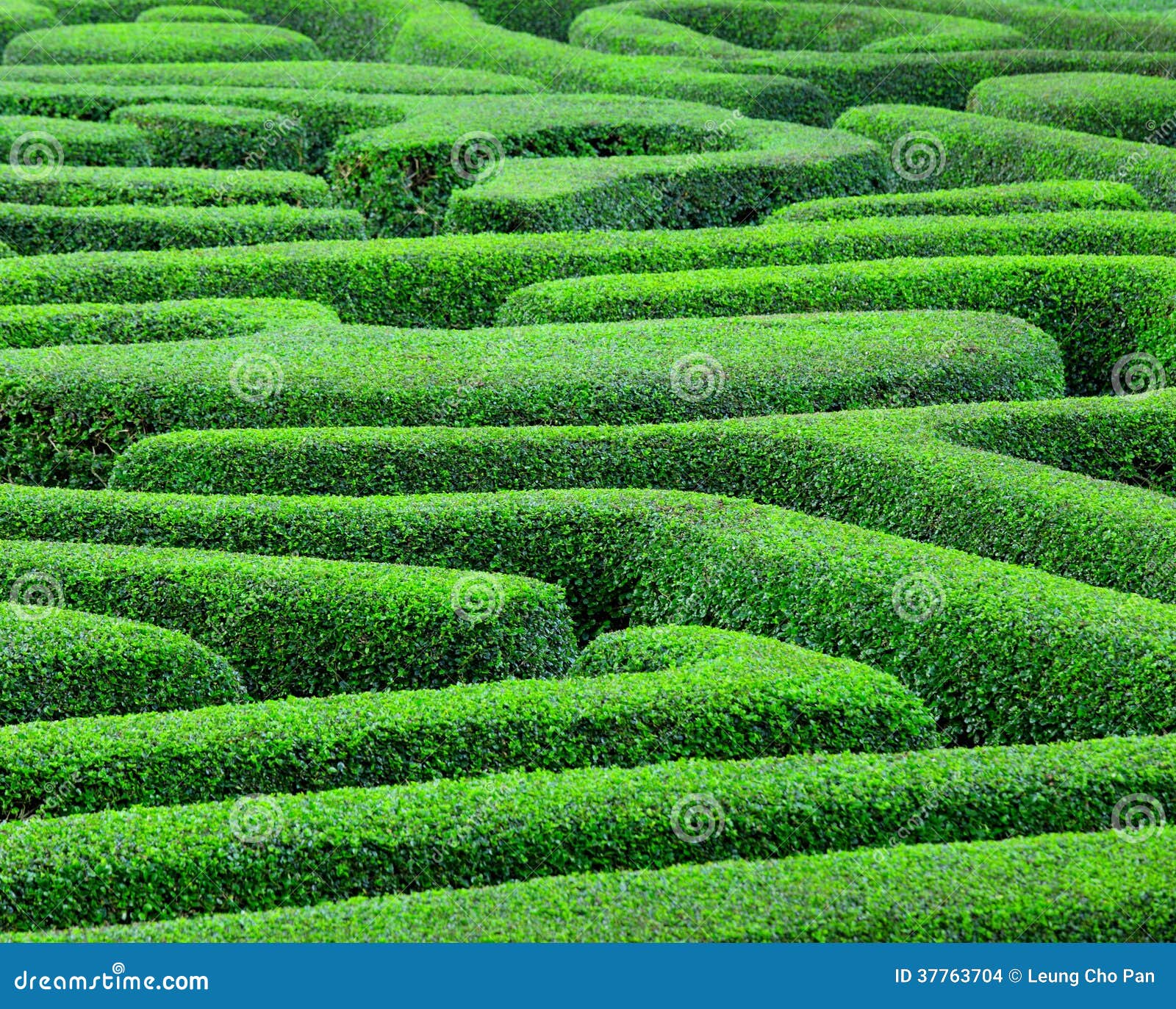Green maze stock photo. Image of plan, patterned, garden - 37763704