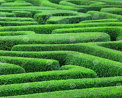 Green maze stock photo. Image of plan, patterned, garden - 37763704