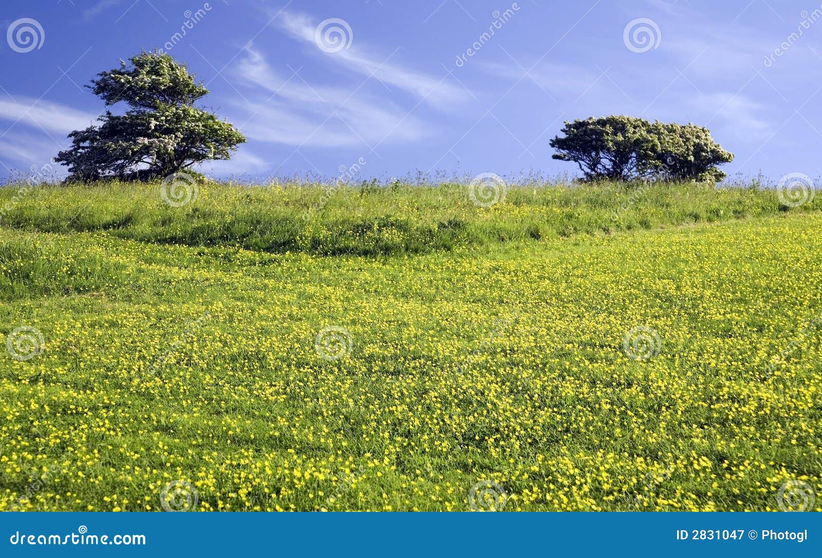 Green meadow with 2 trees stock image. Image of freedom - 2831047