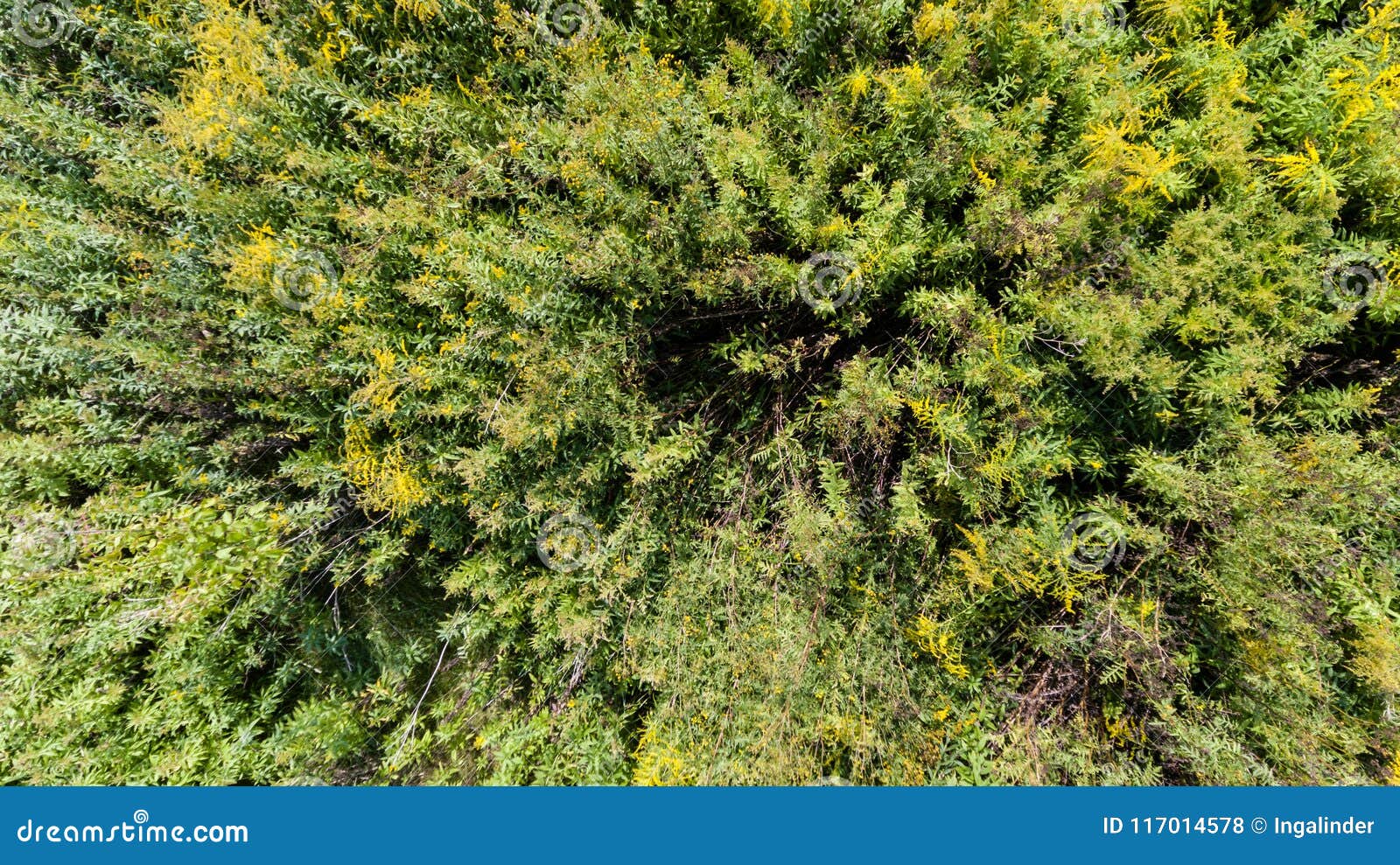 Green Meadow Bush Top View from Above Stock Photo - Image of seasonal ...