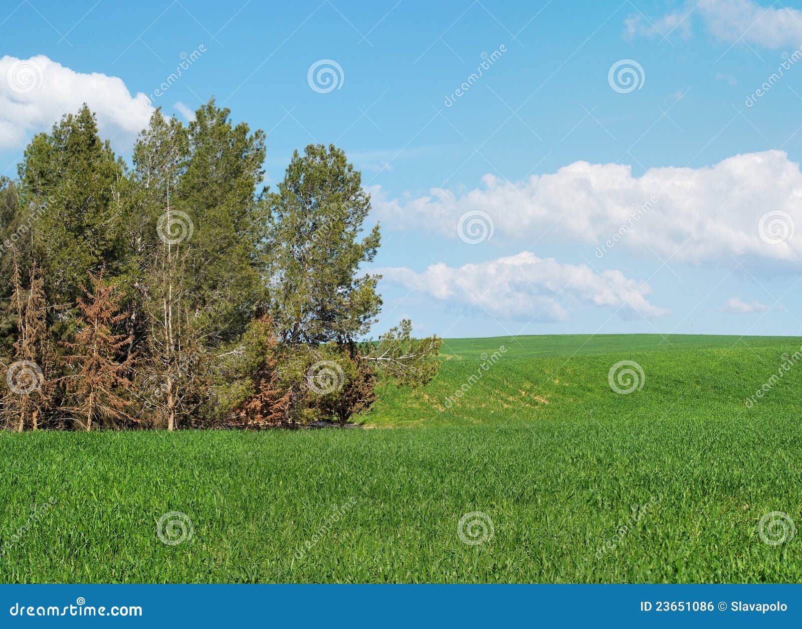 Green Meadow at the Edge of Pine Grove Stock Photo - Image of colorful ...