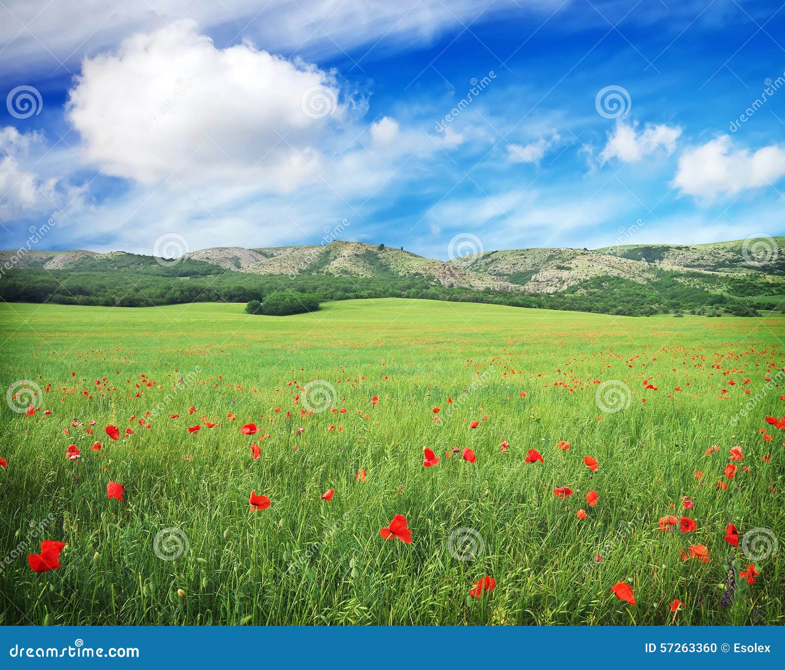 Green Meadow with Flowers and Cloudy Blue Sky in Mountain. Stock Photo ...