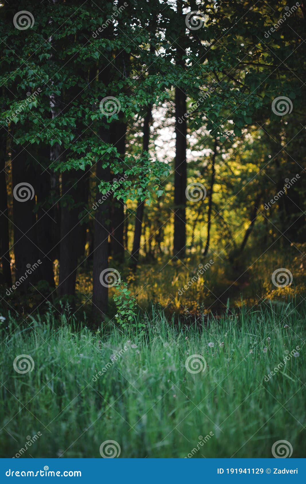Green Meadow and Forest Backlit by the Rays of the Setting Sun Stock ...