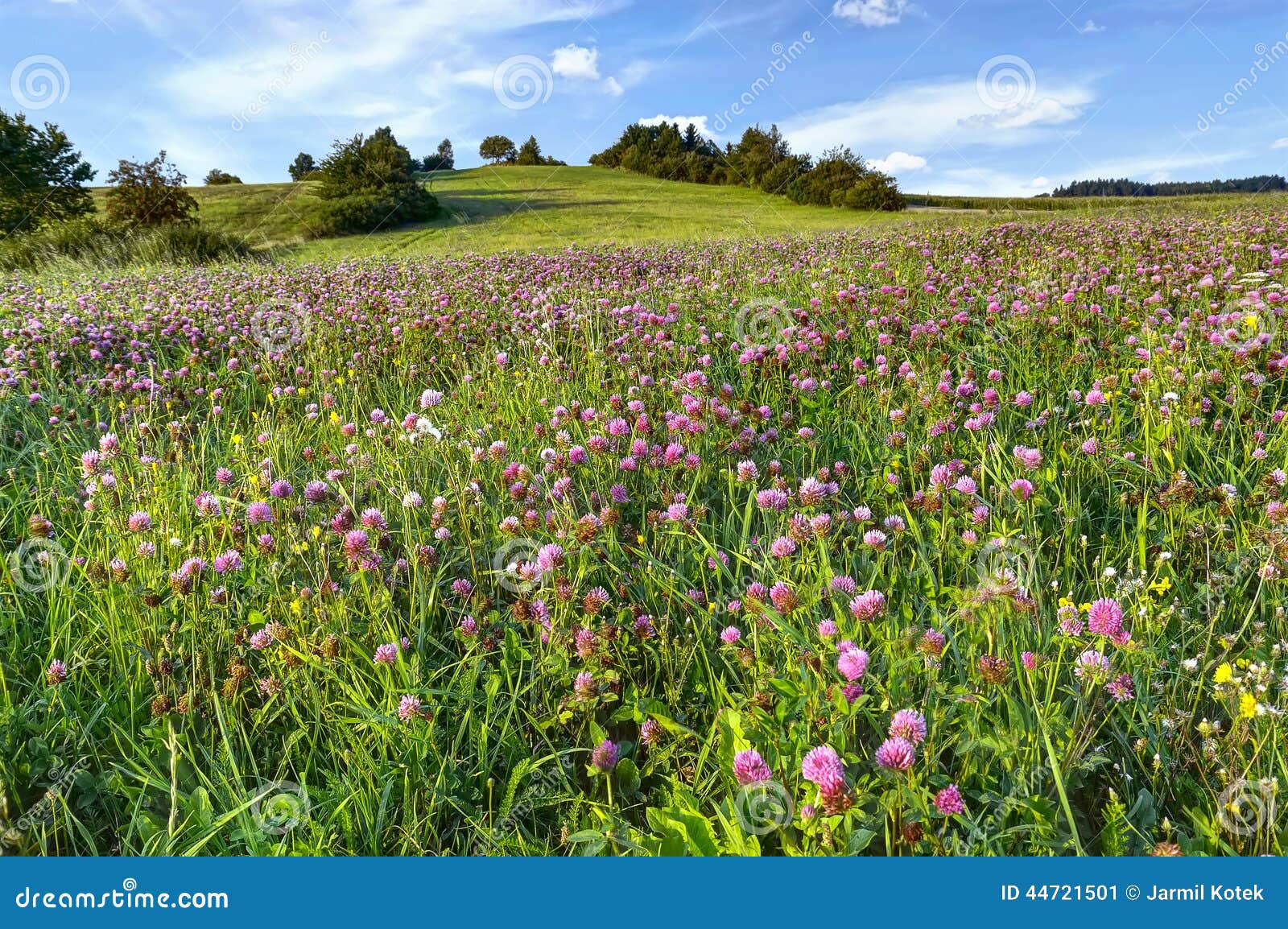 Green Meadow with Pink Clover Stock Image - Image of shamrock, country ...