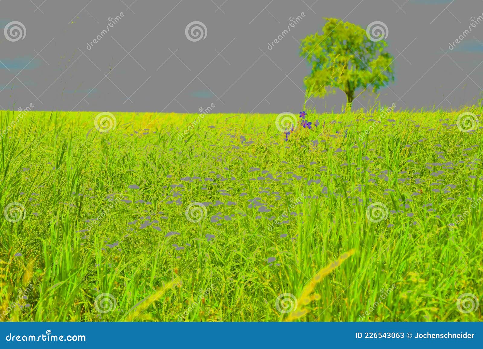 Green Meadow with Single Pear Tree Stock Image - Image of pear, bright ...