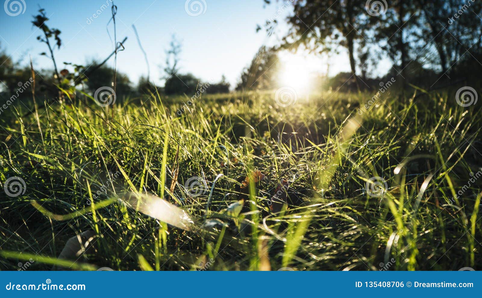 Green Meadow in Sun Light at Dawn Stock Photo - Image of light, land ...
