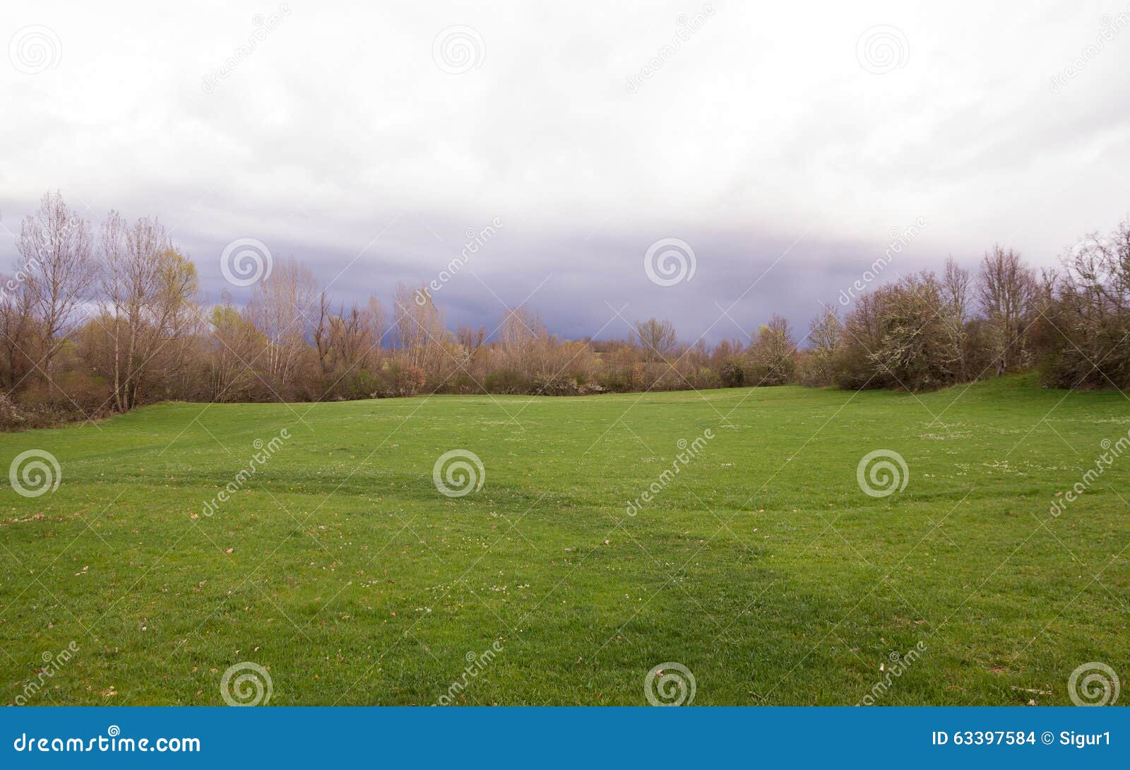 Green Meadow Surrounded by Trees and Bushes Stock Photo - Image of ...