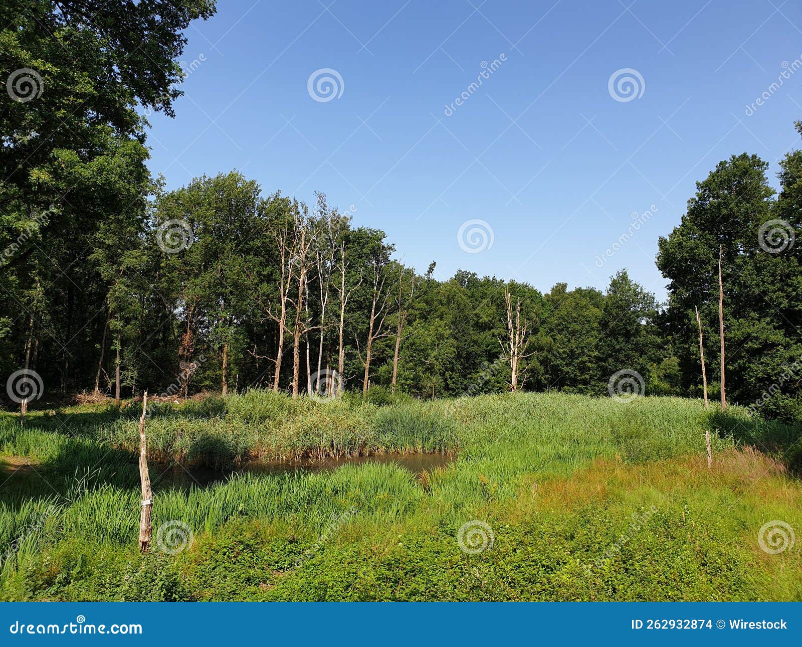 Meadow surrounded by trees stock photo. Image of tree - 262932874