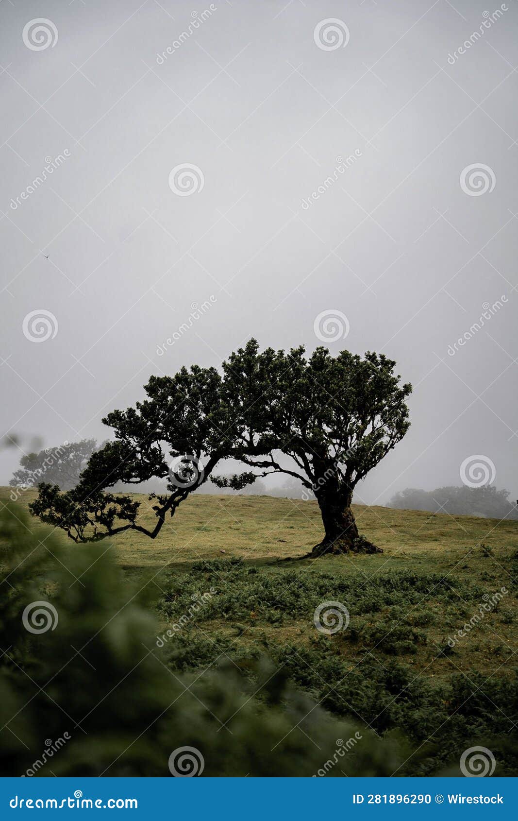 Green Meadow with a Tilted Tree. Stock Photo - Image of tilted, rural ...
