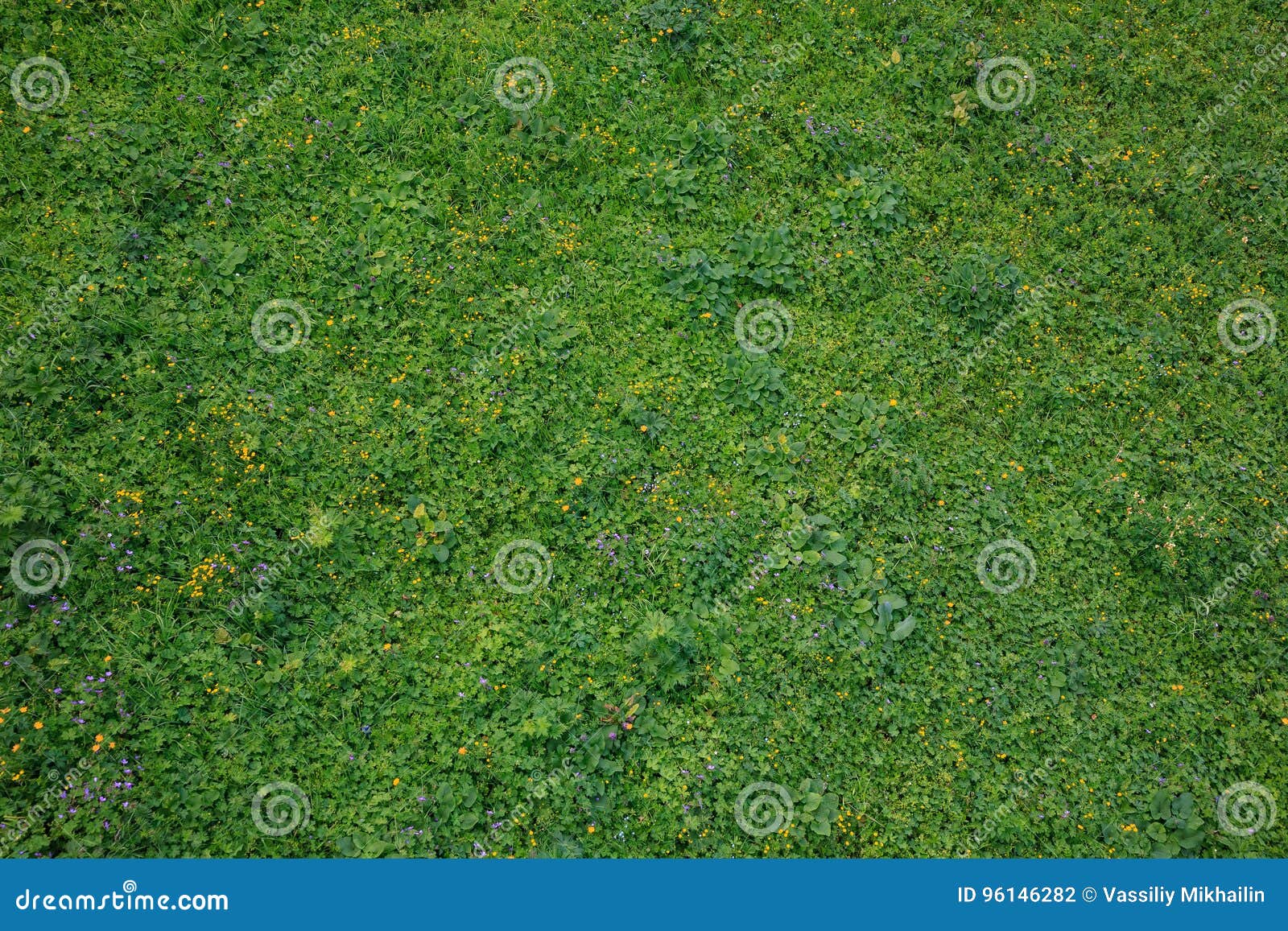 Green meadow stock photo. Image of meadow, back, texture - 96146282
