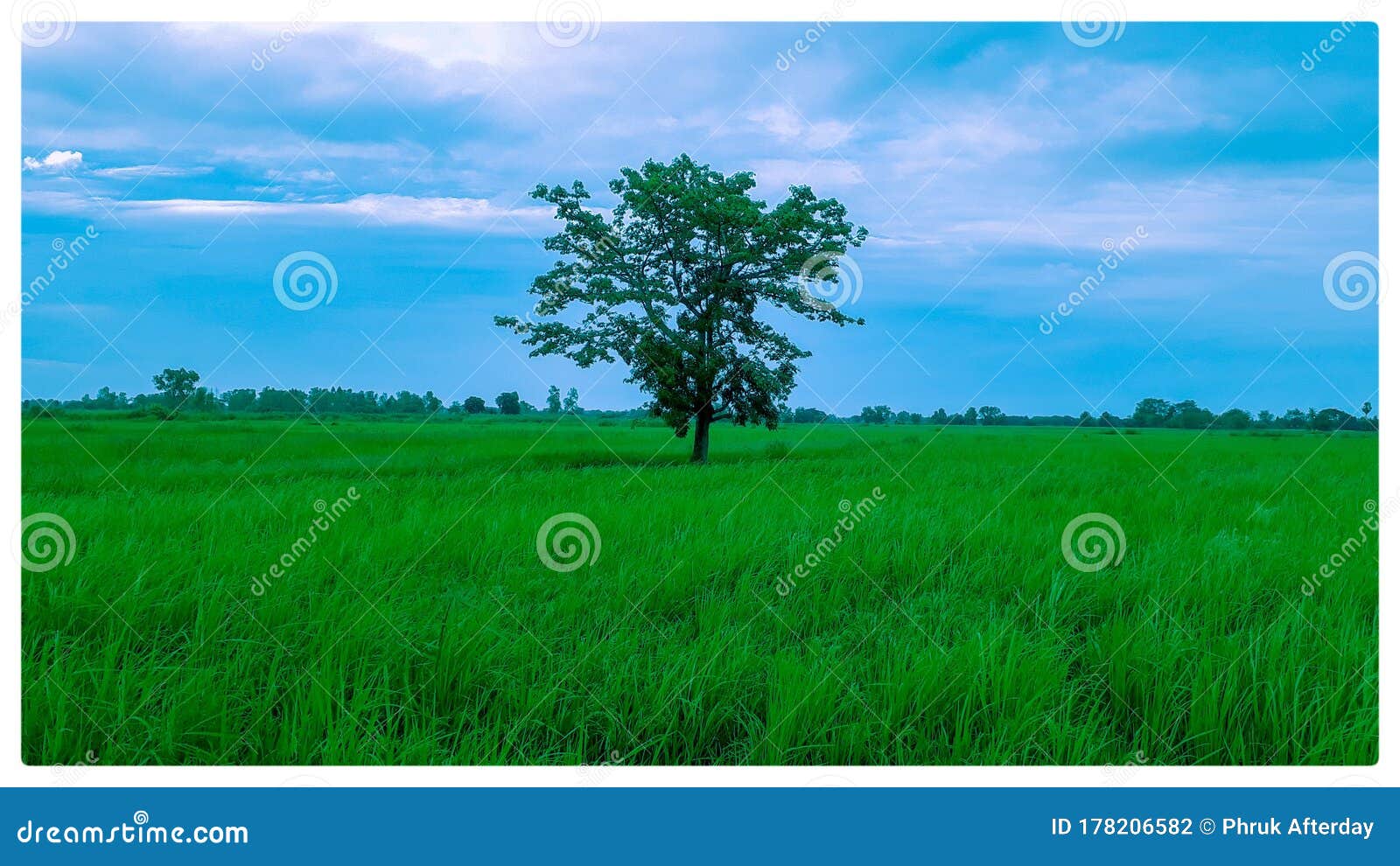 A green meadow and a tree stock photo. Image of lawn - 178206582