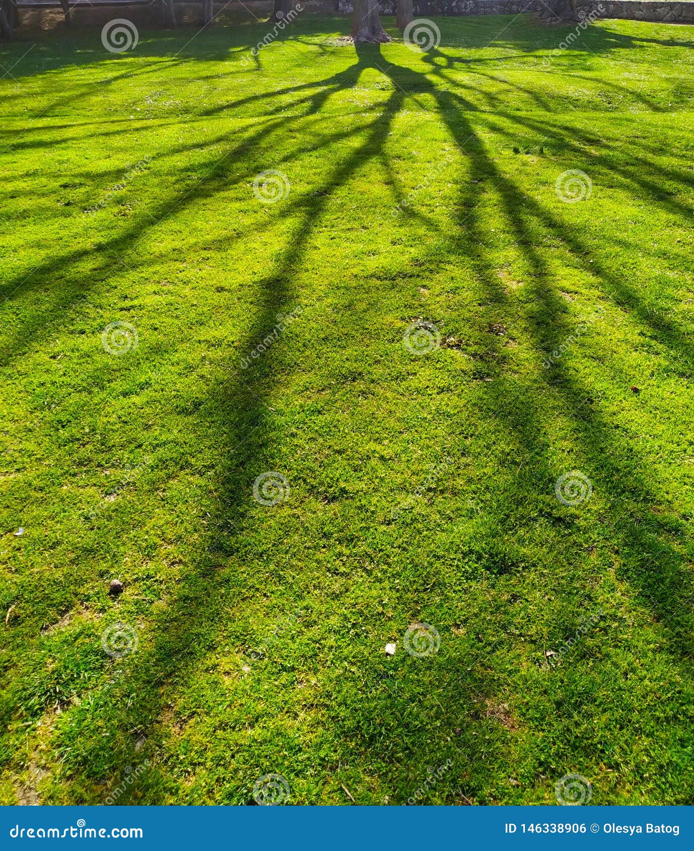 Green Meadow and Tree Shadows Stock Photo - Image of meadow, nature ...
