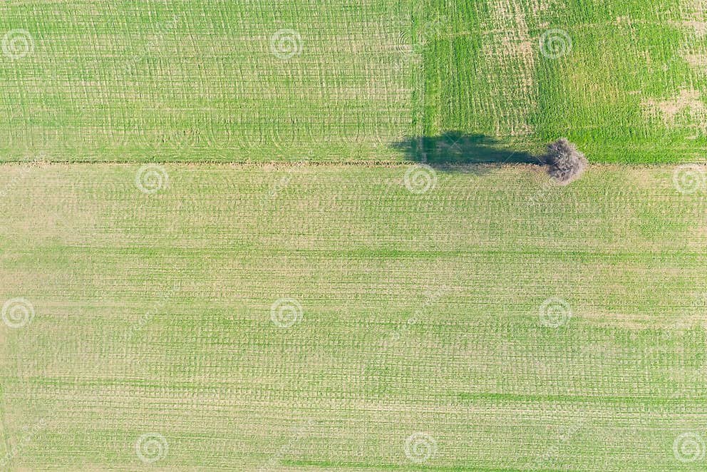 Green Meadow and Tree Shadows Stock Photo - Image of nature, grassland ...