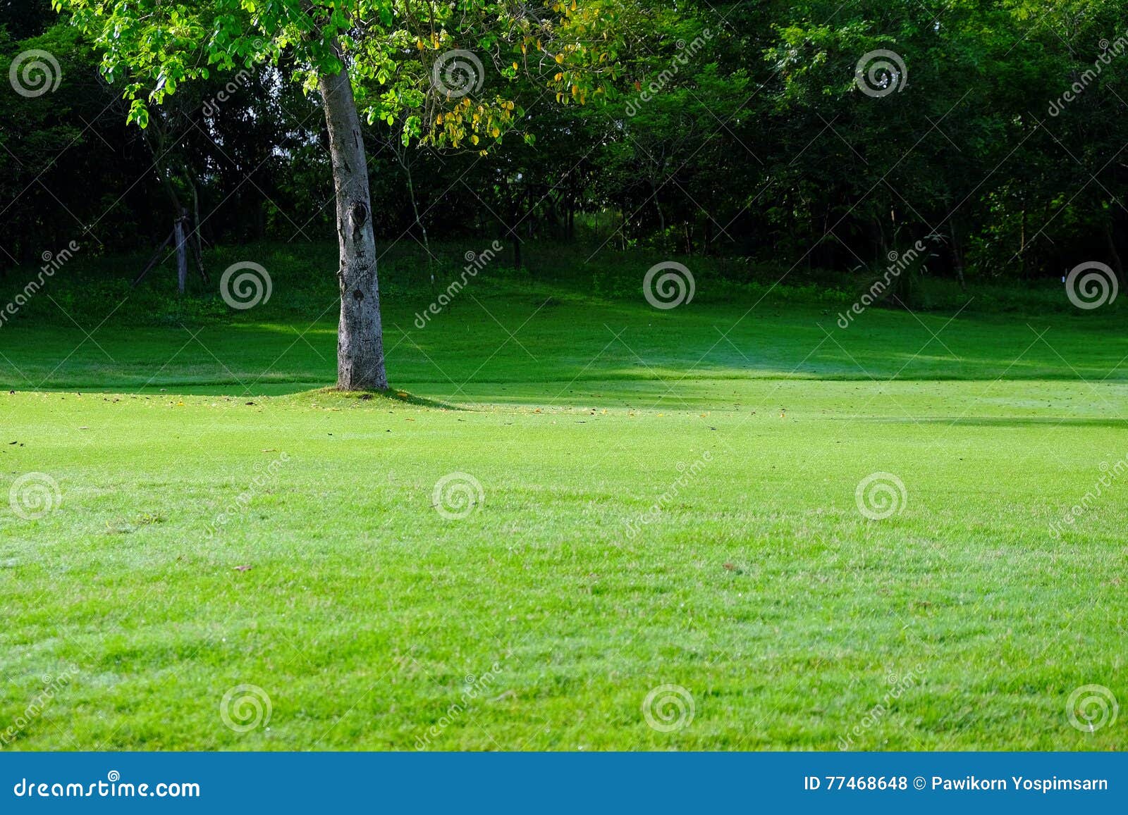 Green Meadow and Tree and Space for Background Use Stock Photo - Image ...