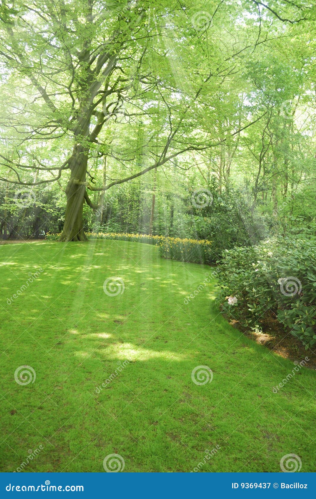 Green Meadow with Trees on Background Stock Image - Image of green ...