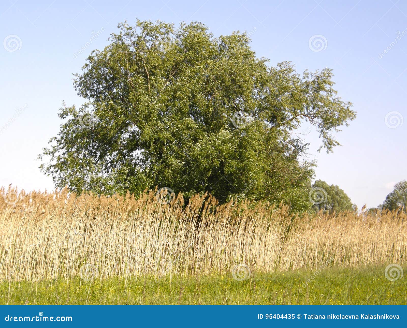 Green Meadows and Beautiful Trees Stock Image - Image of trees, botany ...