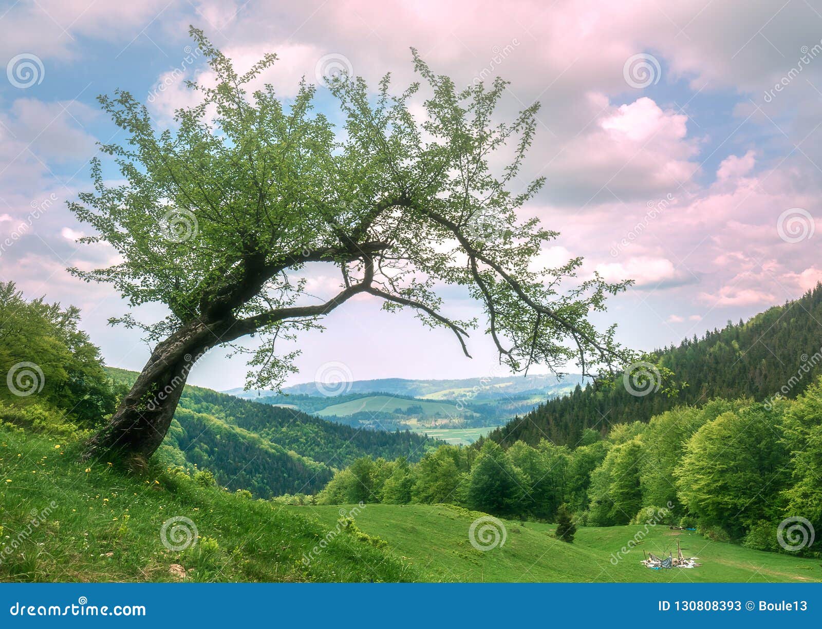 Green Meadows and Big Green Tree in Carpathian Mounts Stock Image ...