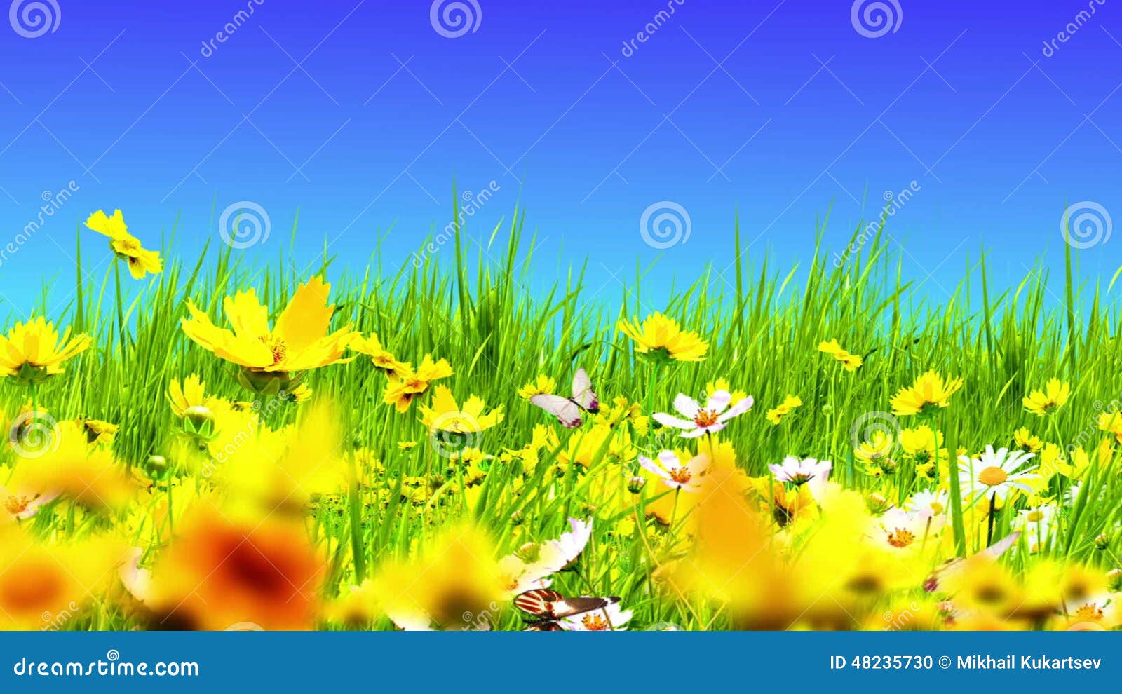 Green meadows and flowers stock footage. Video of field - 48235730