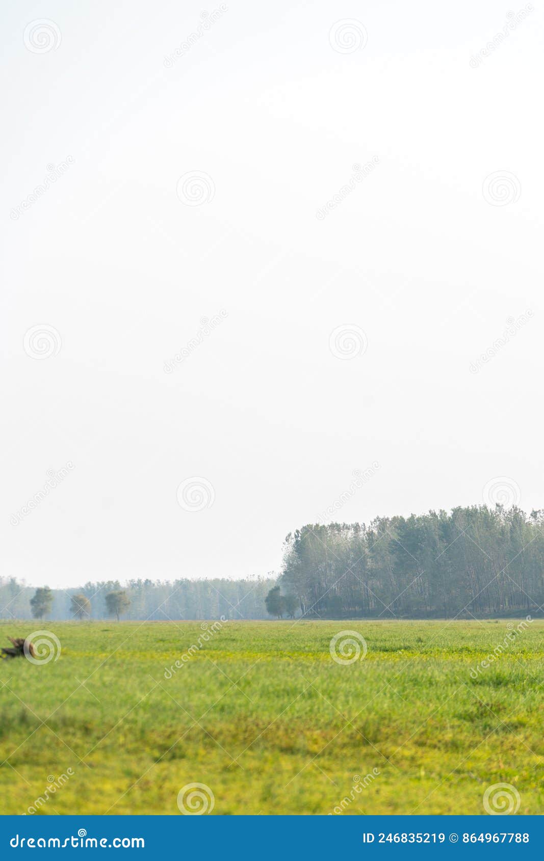 A Vast Expanse of Grassland Under the Sky Stock Image - Image of ...