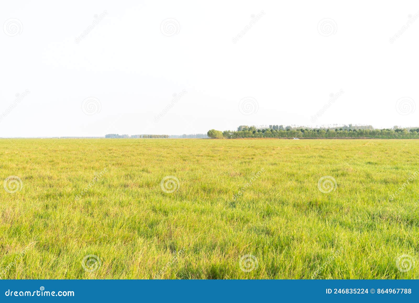 A Vast Expanse of Grassland Under the Sky Stock Photo - Image of sunny ...