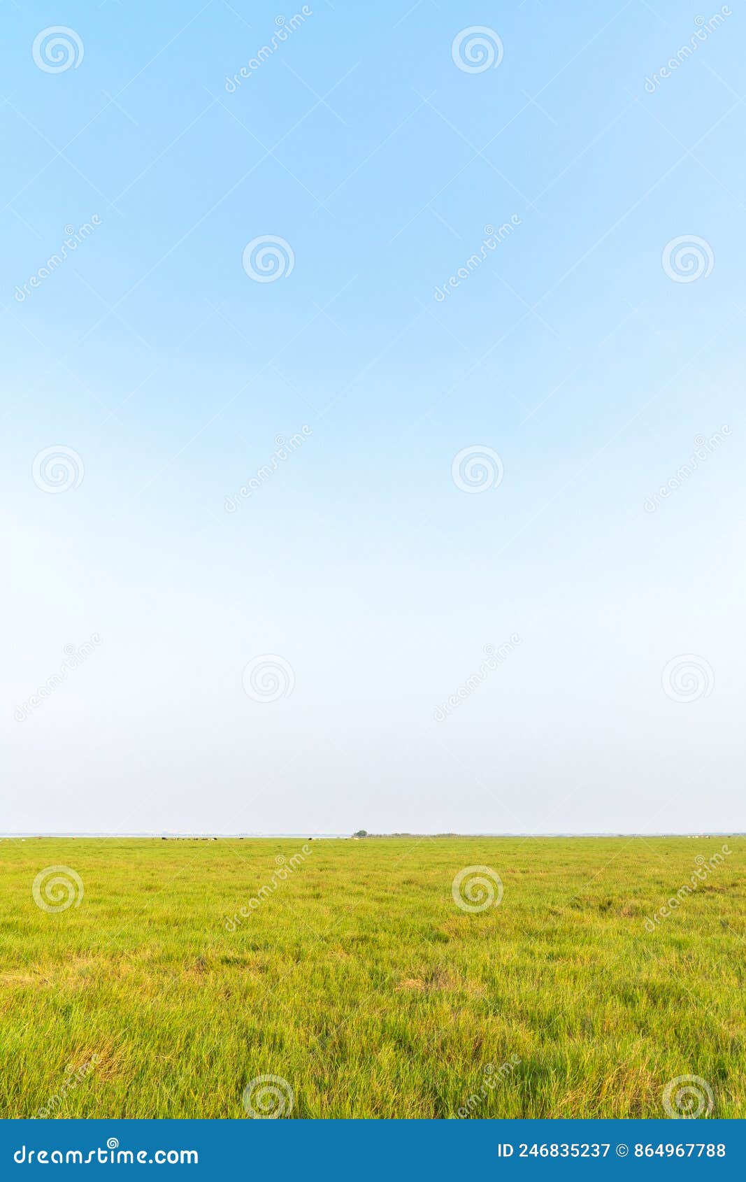 A Vast Expanse of Grassland Under the Sky Stock Image - Image of plants ...