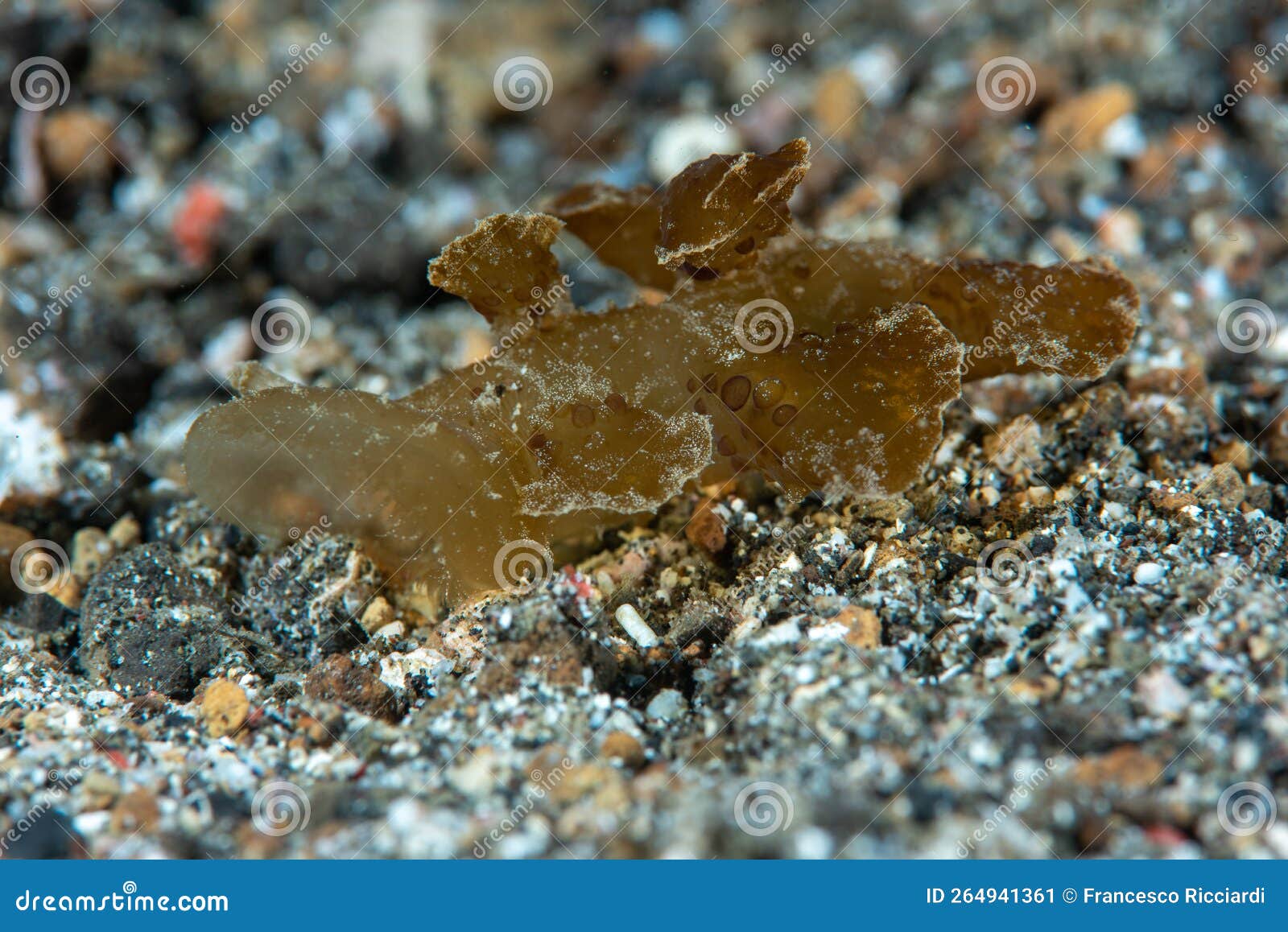 Green Melibe Melibe Viridis Stock Image - Image of marine, ocean: 264941361