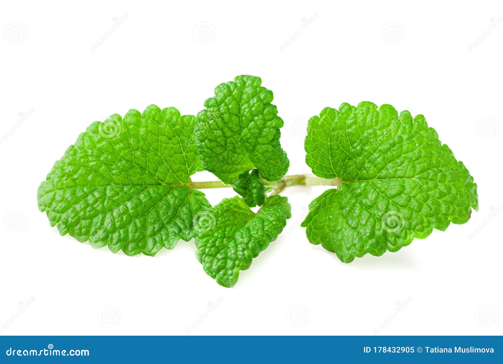 Green Melissa Leaves Isolated on White Background Stock Image - Image ...