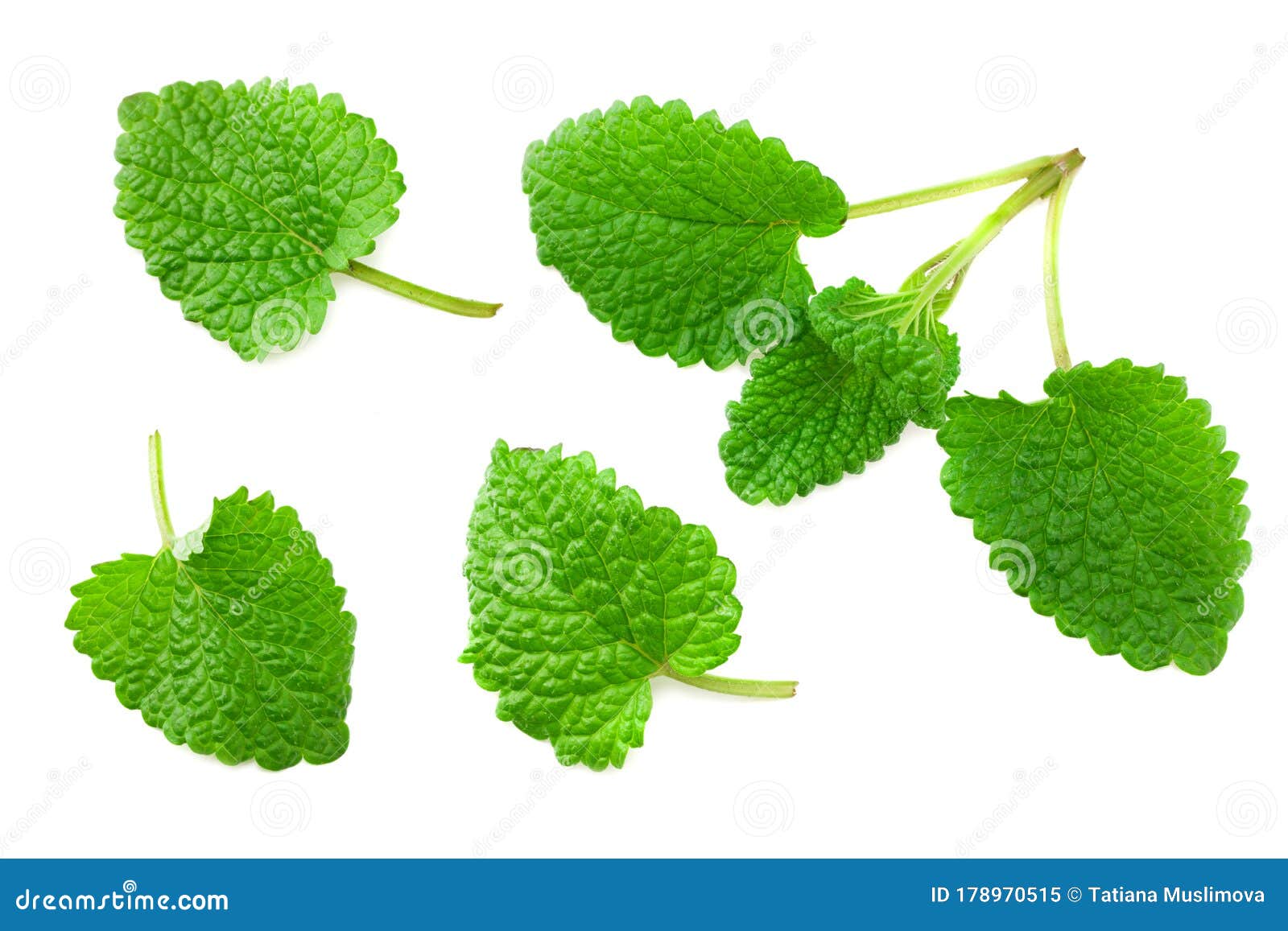 Green Melissa Leaves Isolated on White Background Stock Image - Image ...