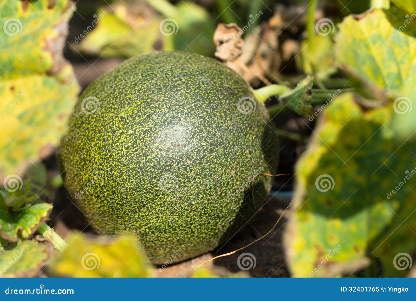 Green melon stock image. Image of organic, fruit, freshness - 32401765