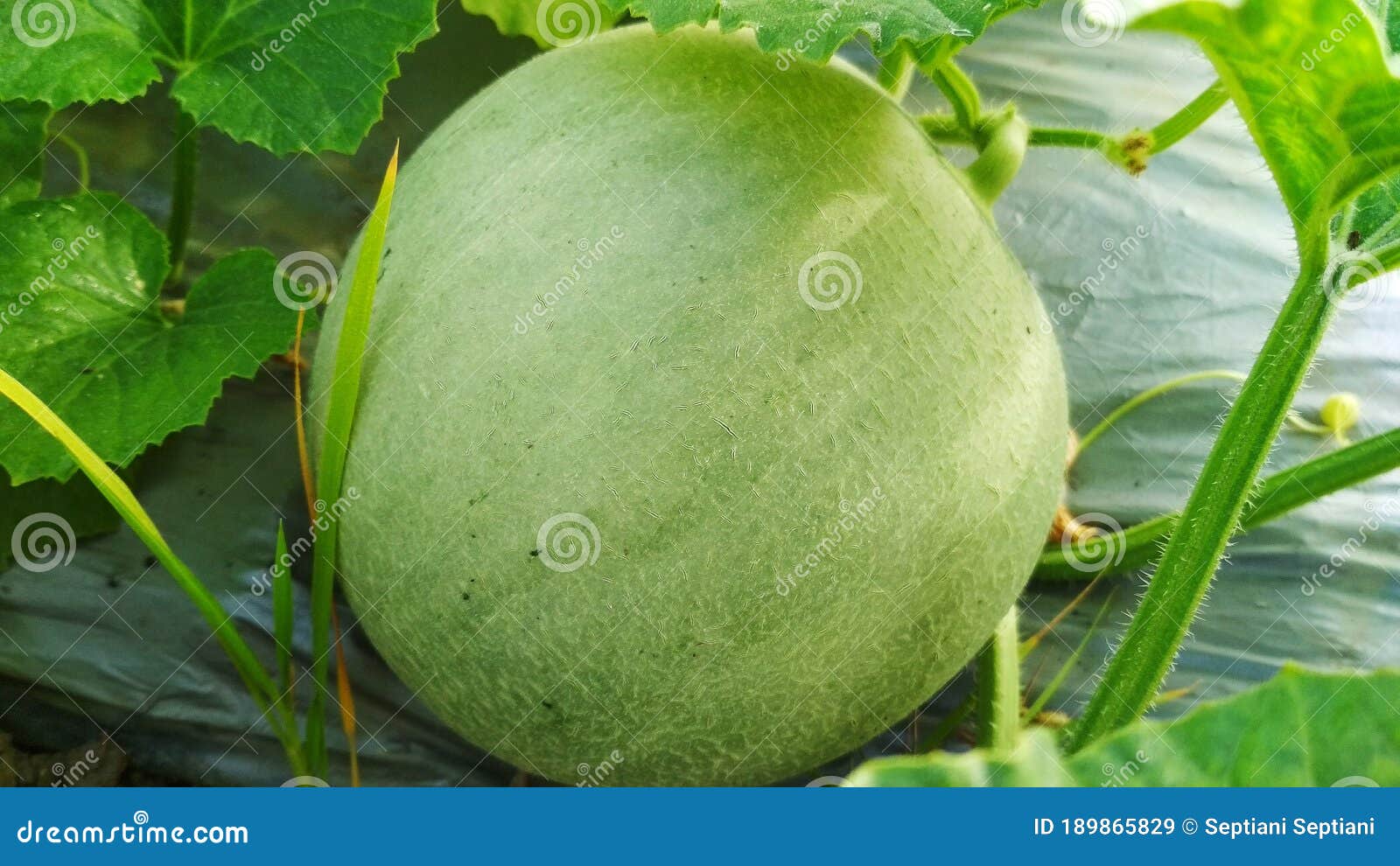 Green melon fruit stock image. Image of shrub, citrus - 189865829