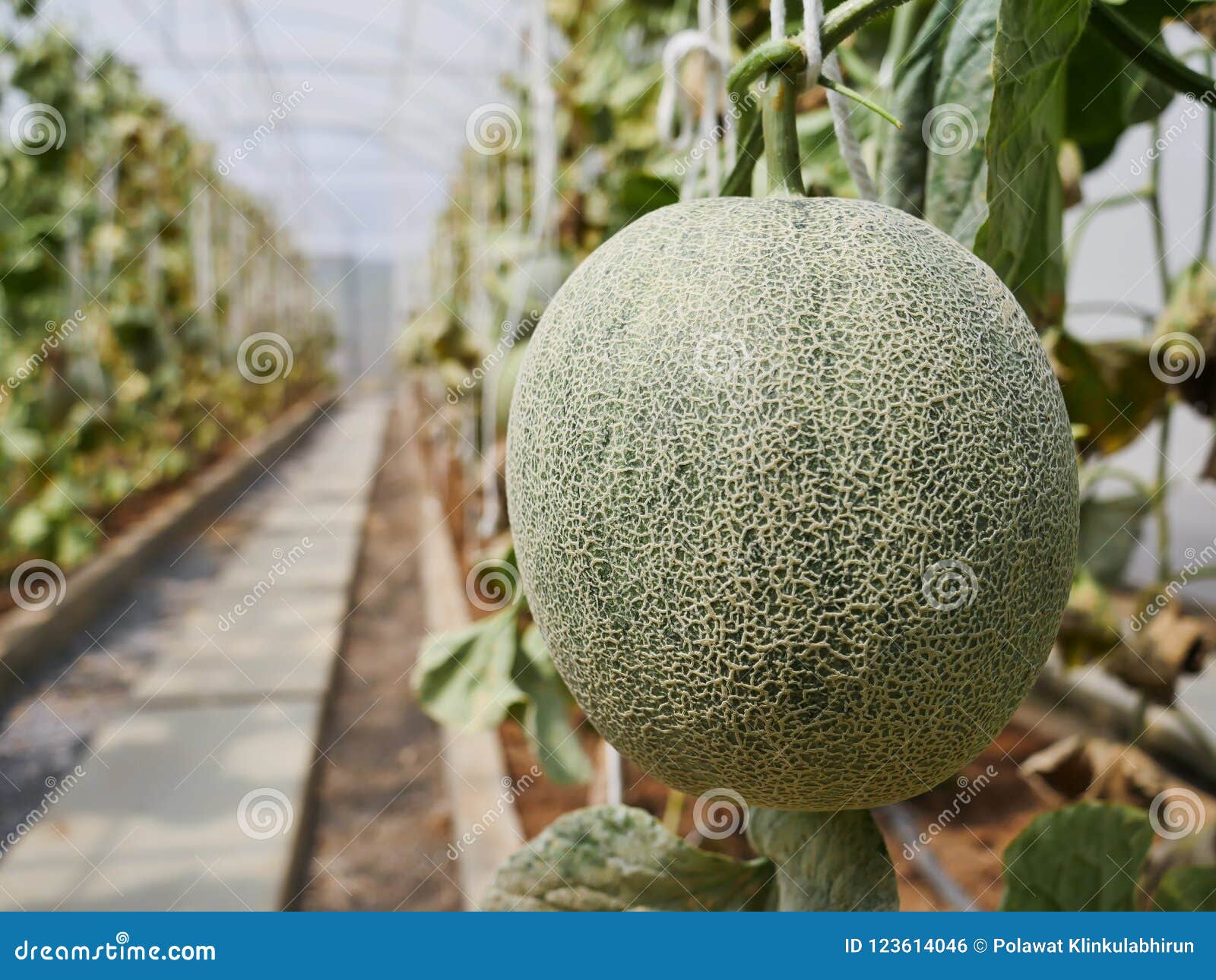 The Green Melon in the Farm Stock Photo - Image of nature, plant: 123614046