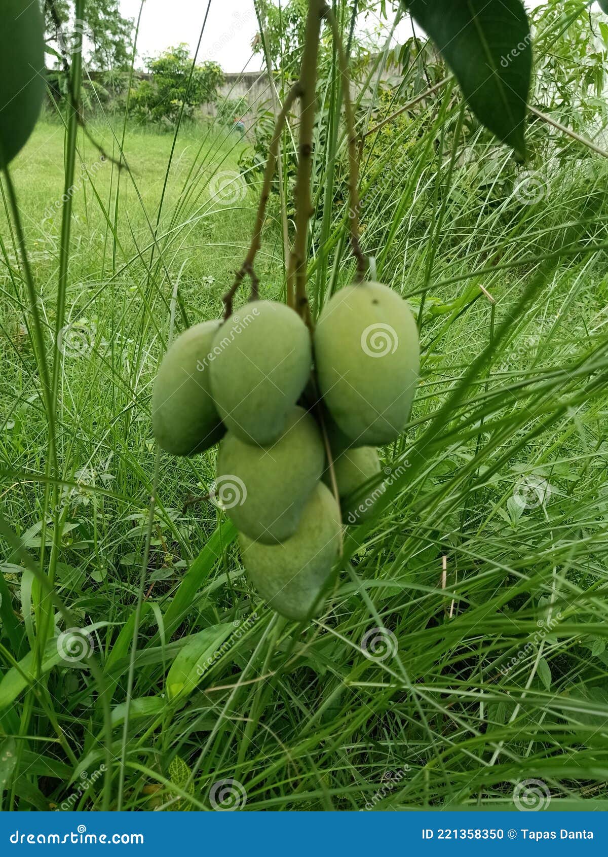Green mengo stock photo. Image of produce, fruit, vegetable - 221358350