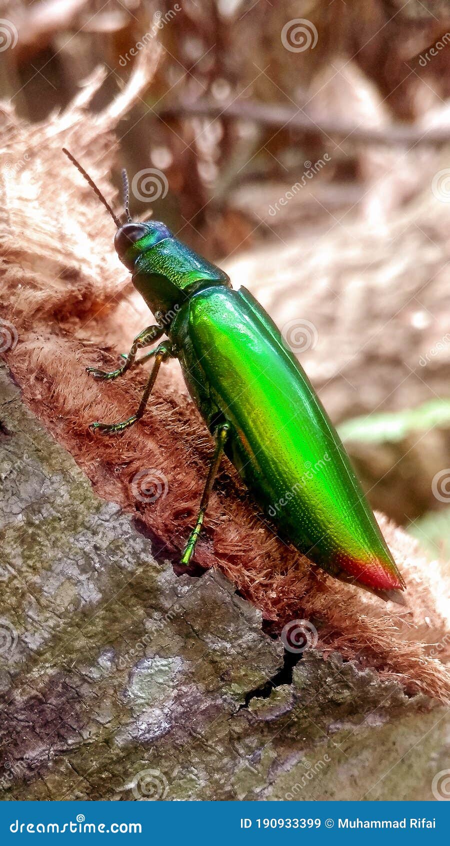 Green Metalic bugs life stock image. Image of wood, beetle - 190933399