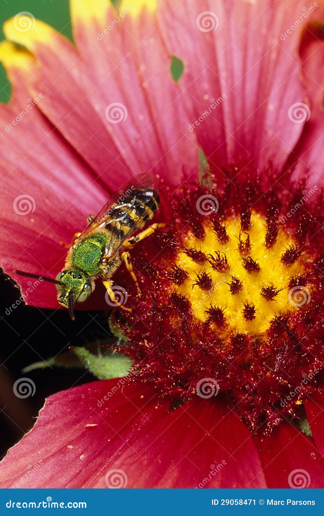 Green Metallic Bee stock image. Image of insect, green - 29058471