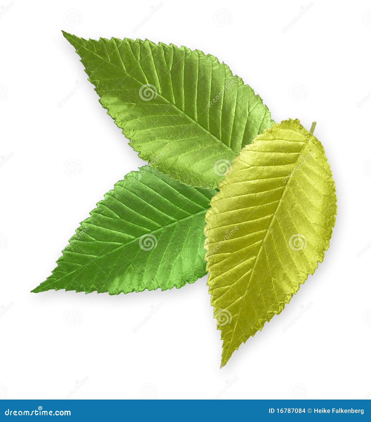 Green Metallic Elm Leaf stock photo. Image of texture - 16787084