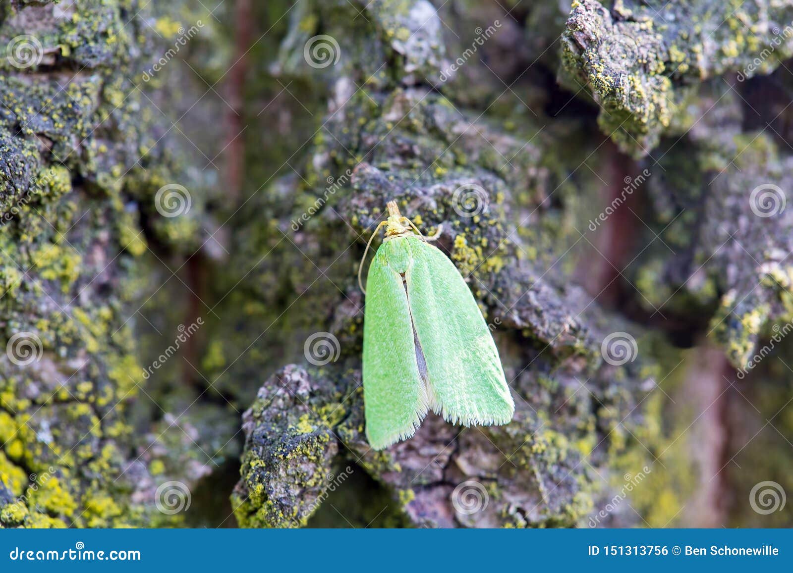 Green Micro Butterfly Oak Leaf Roller on Oak Bark Stock Photo - Image ...