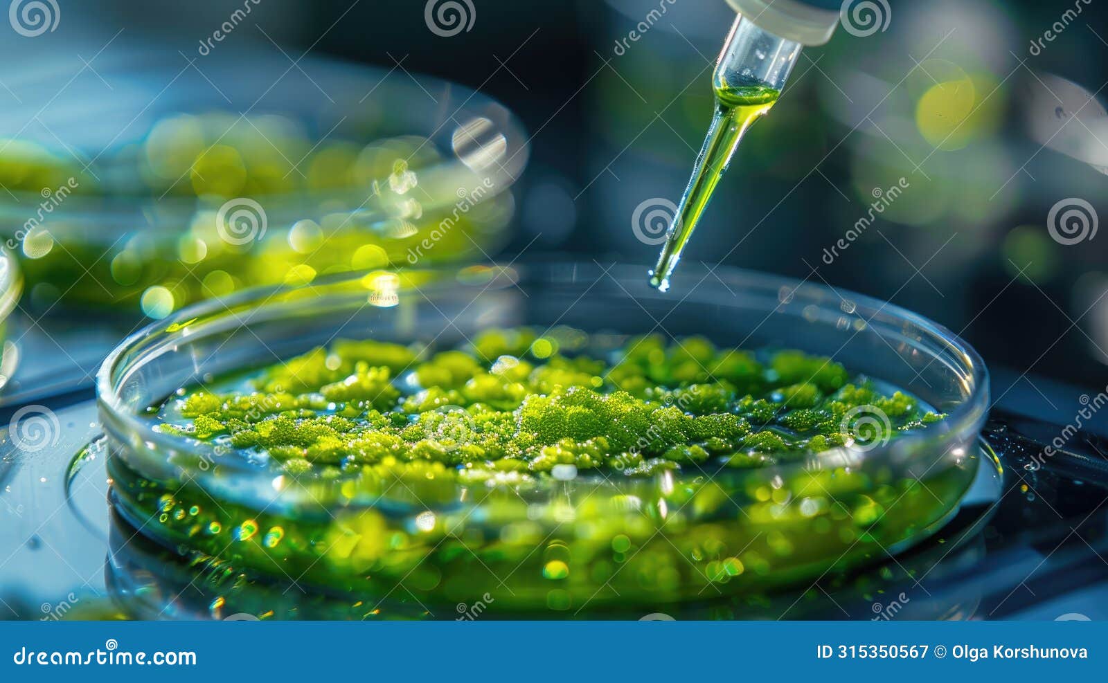 Green Microalgae Clusters Under Scientific Examination in Lab. Stock ...