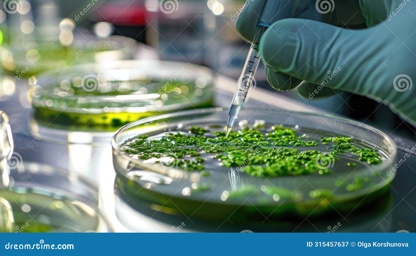 Green Microalgae Clusters Under Scientific Examination in Lab. Stock ...