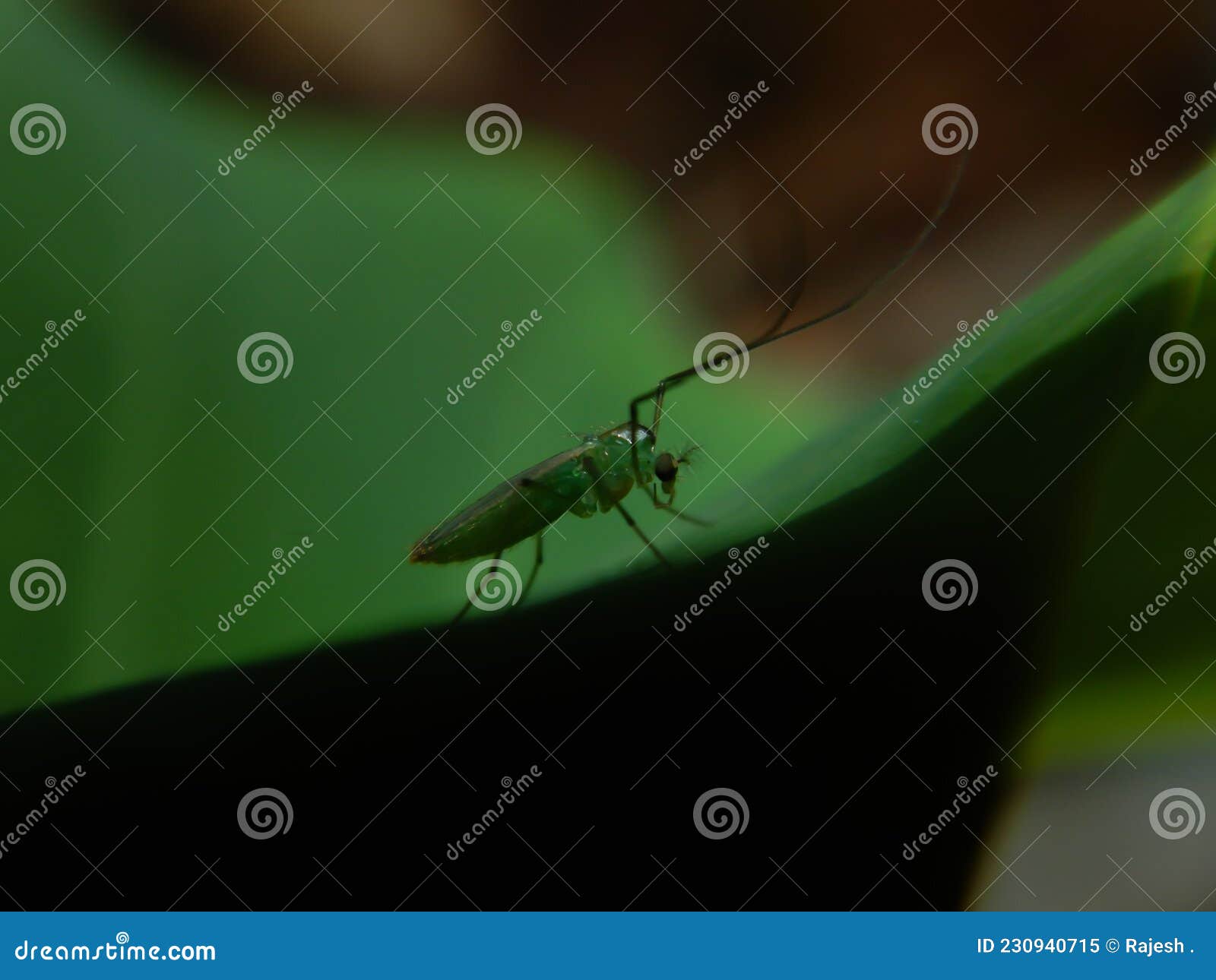 Tanytarsus Stock Photos - Free & Royalty-Free Stock Photos from Dreamstime