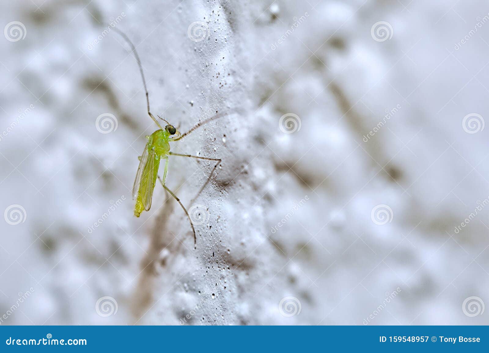 Midge Mosquito Bite. Reaction To The Bite Of Midges. Allergy. Danger Of ...