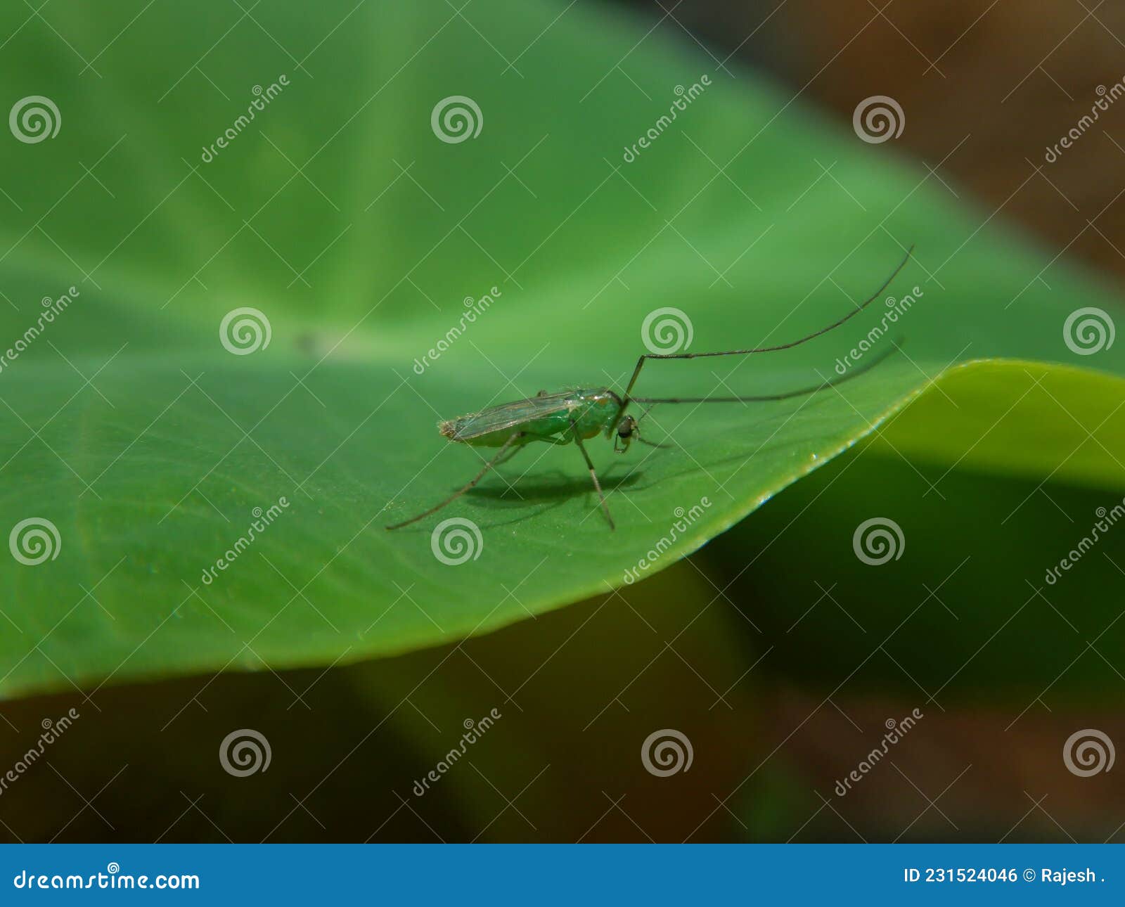 Green Midge on a Taro Leaf, Tanytarsus Stock Photo - Image of ...