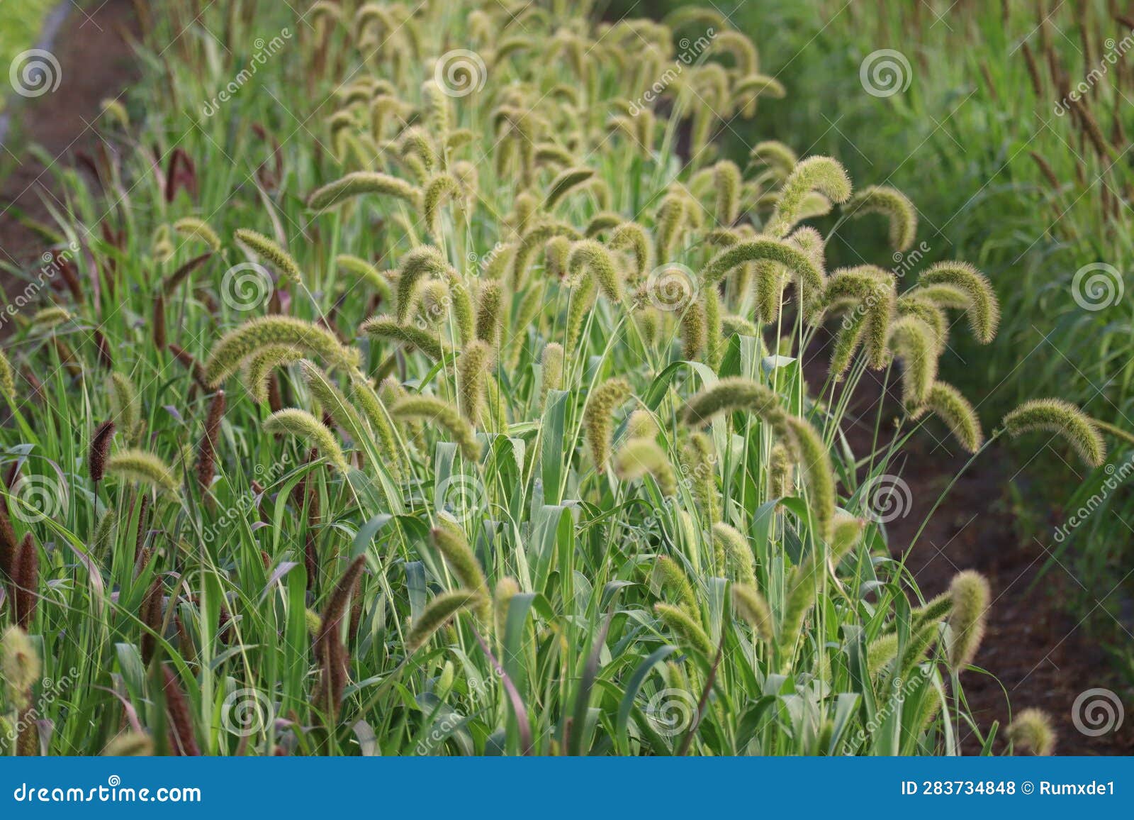 Green Millet field stock photo. Image of plant, agriculture - 283734848