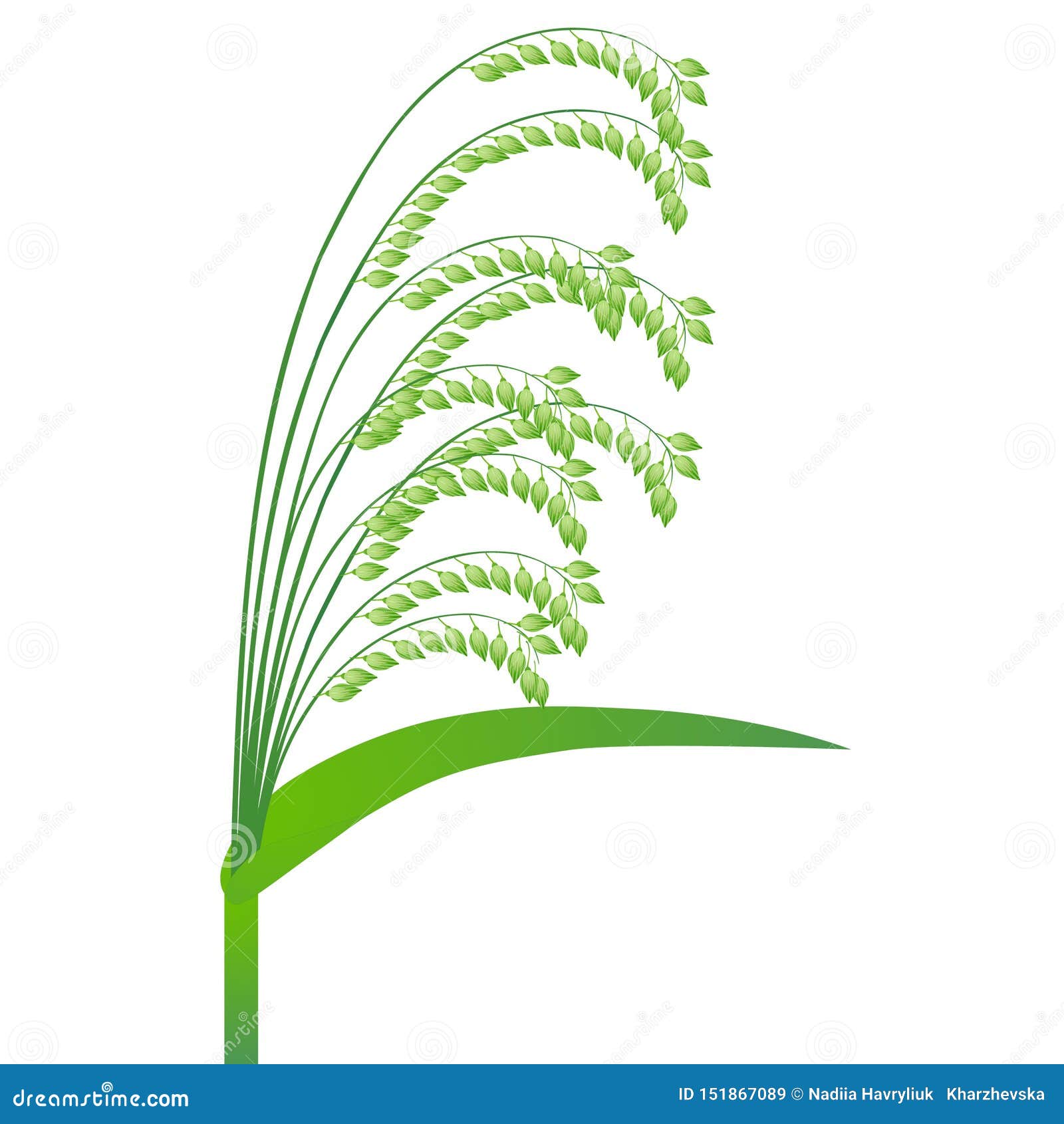 Green Millet Isolated on White Background, Design Element. Stock Vector ...