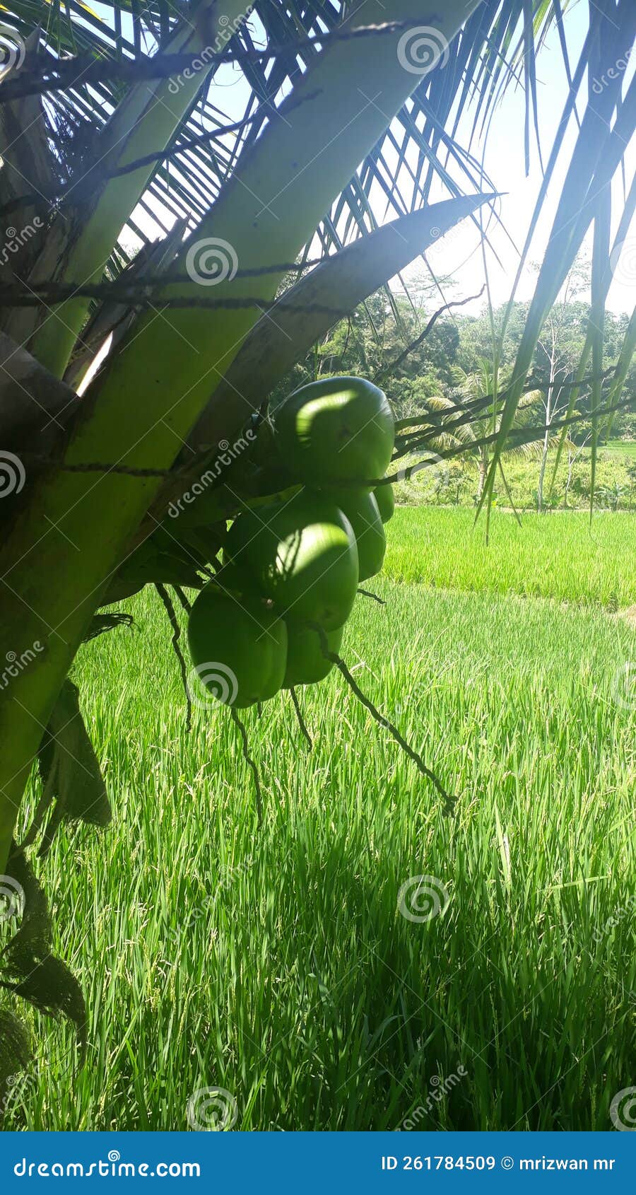 Green Mini Coconuts Around the Rice Fields Stock Image - Image of ...