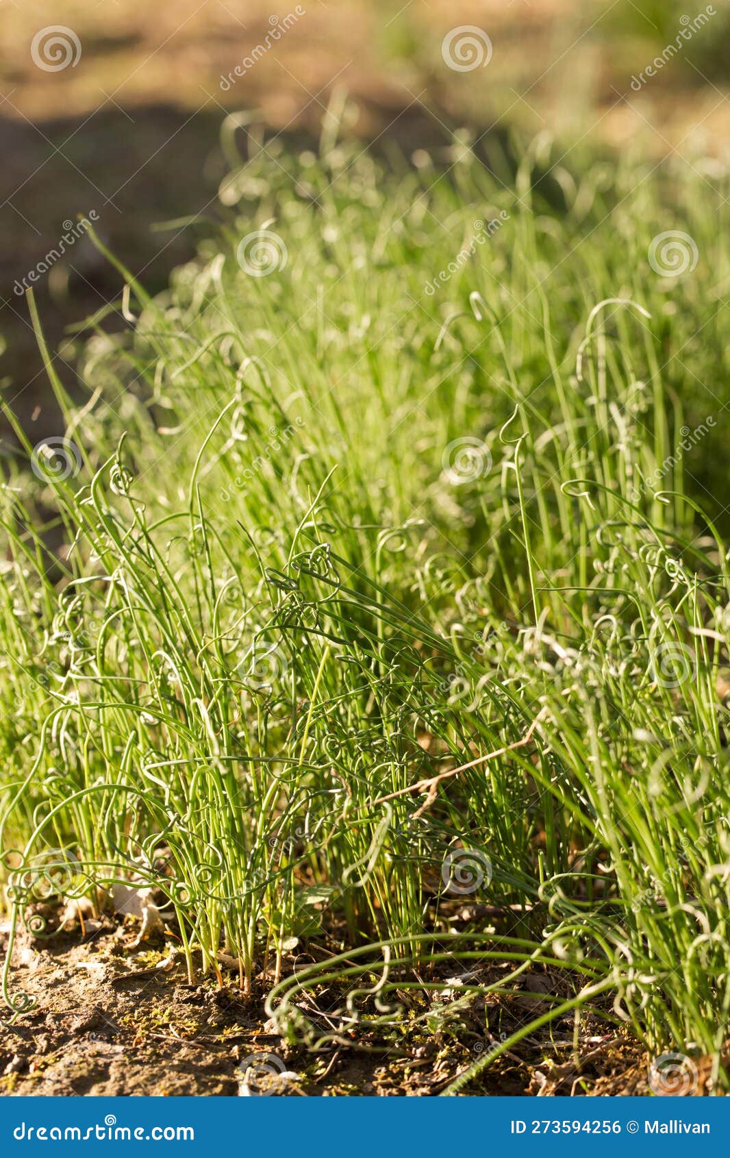 Green Mini Onions on a Spring Bed Stock Photo - Image of agriculture ...