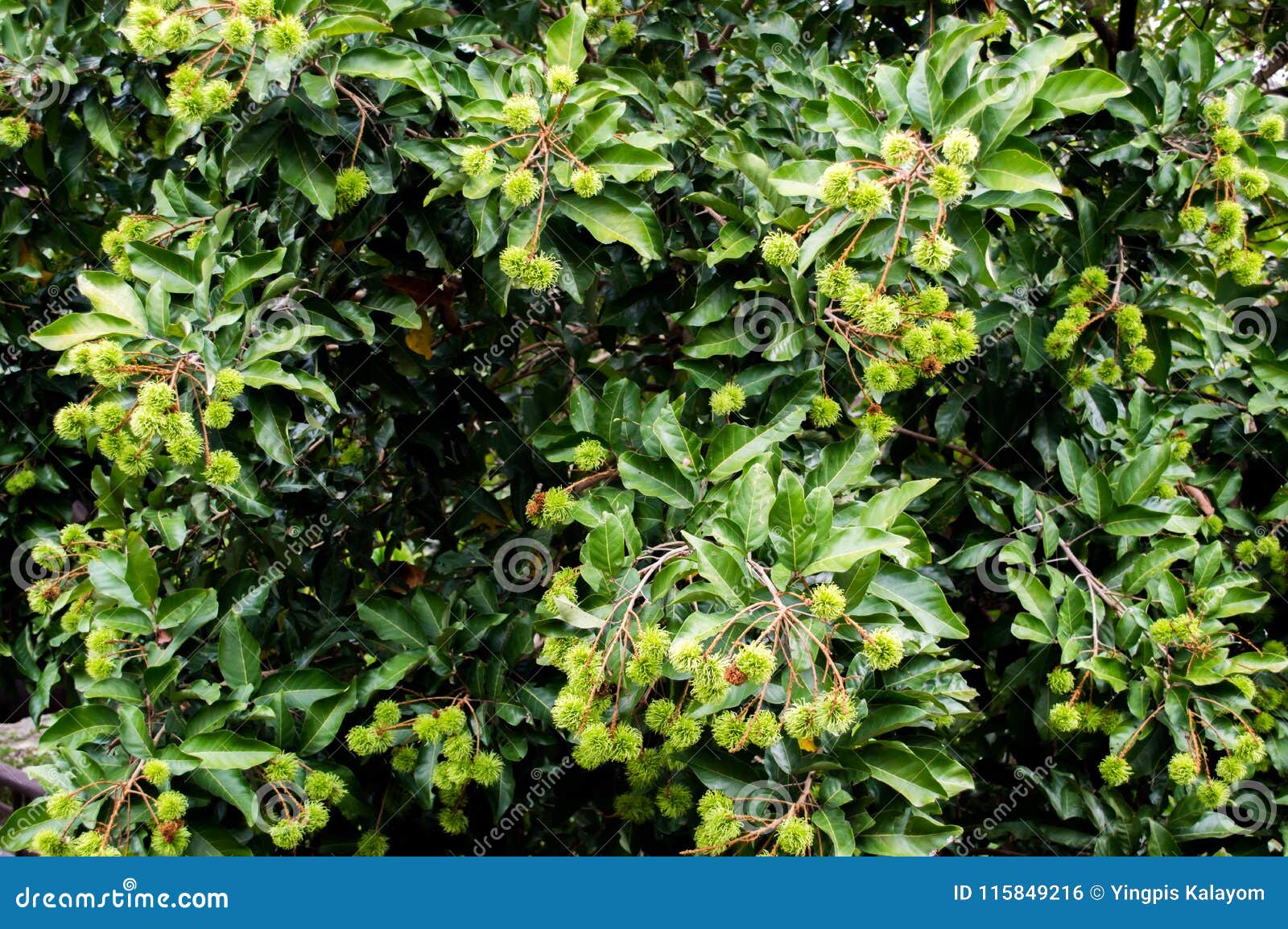Green Rambutan on Tree in Forest Stock Photo - Image of concrete ...