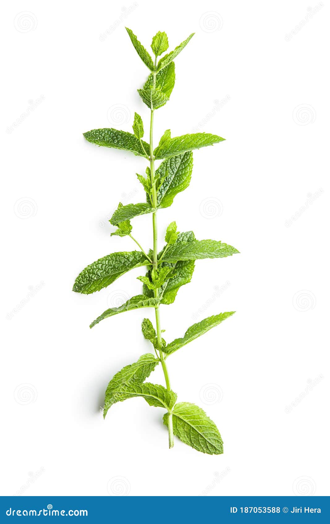 Green mint branch stock photo. Image of aromatic, color - 187053588
